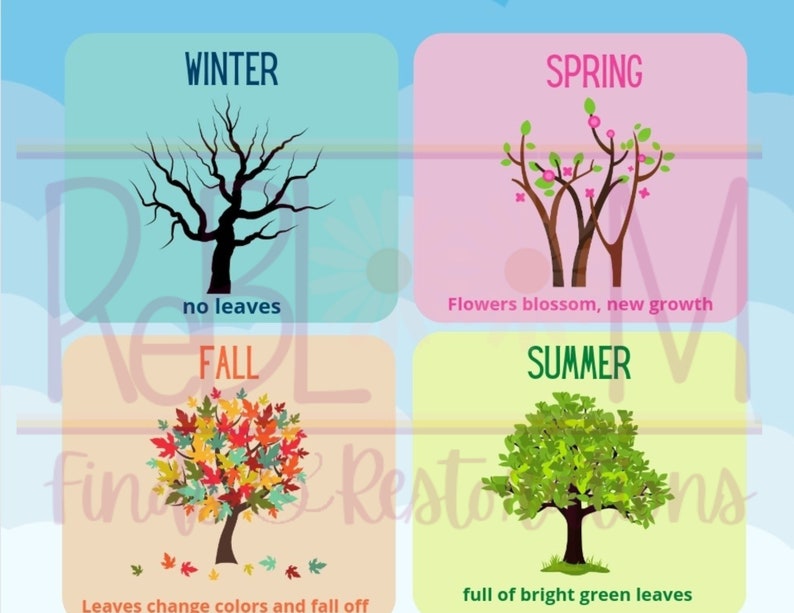 Plant Life Cycle 3rd Grade Visual Study Guide Digital PDF Download - Etsy