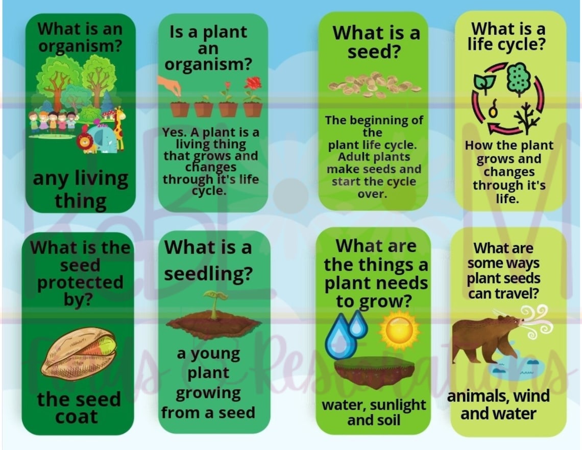 Plant Life Cycle 3rd Grade Visual Study Guide Digital PDF Download - Etsy