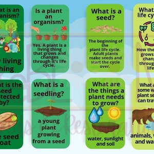 Plant Life Cycle 3rd Grade Visual Study Guide Digital PDF Download - Etsy