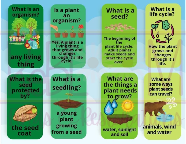 Plant Life Cycle 3rd Grade Visual Study Guide Digital PDF Download - Etsy