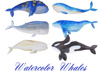 Killer Whale Clipart | Etsy