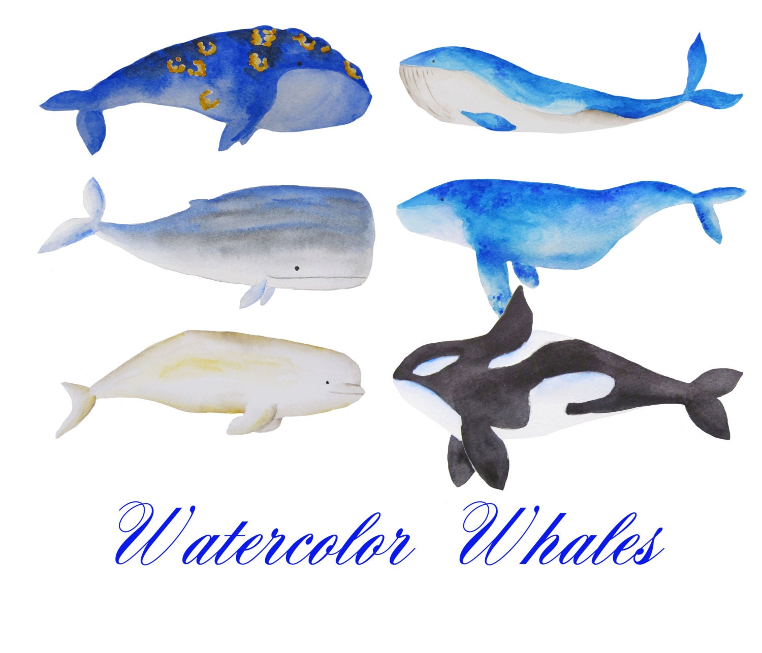 Watercolor whales clipart Whale clipart Marine mammals clip | Etsy