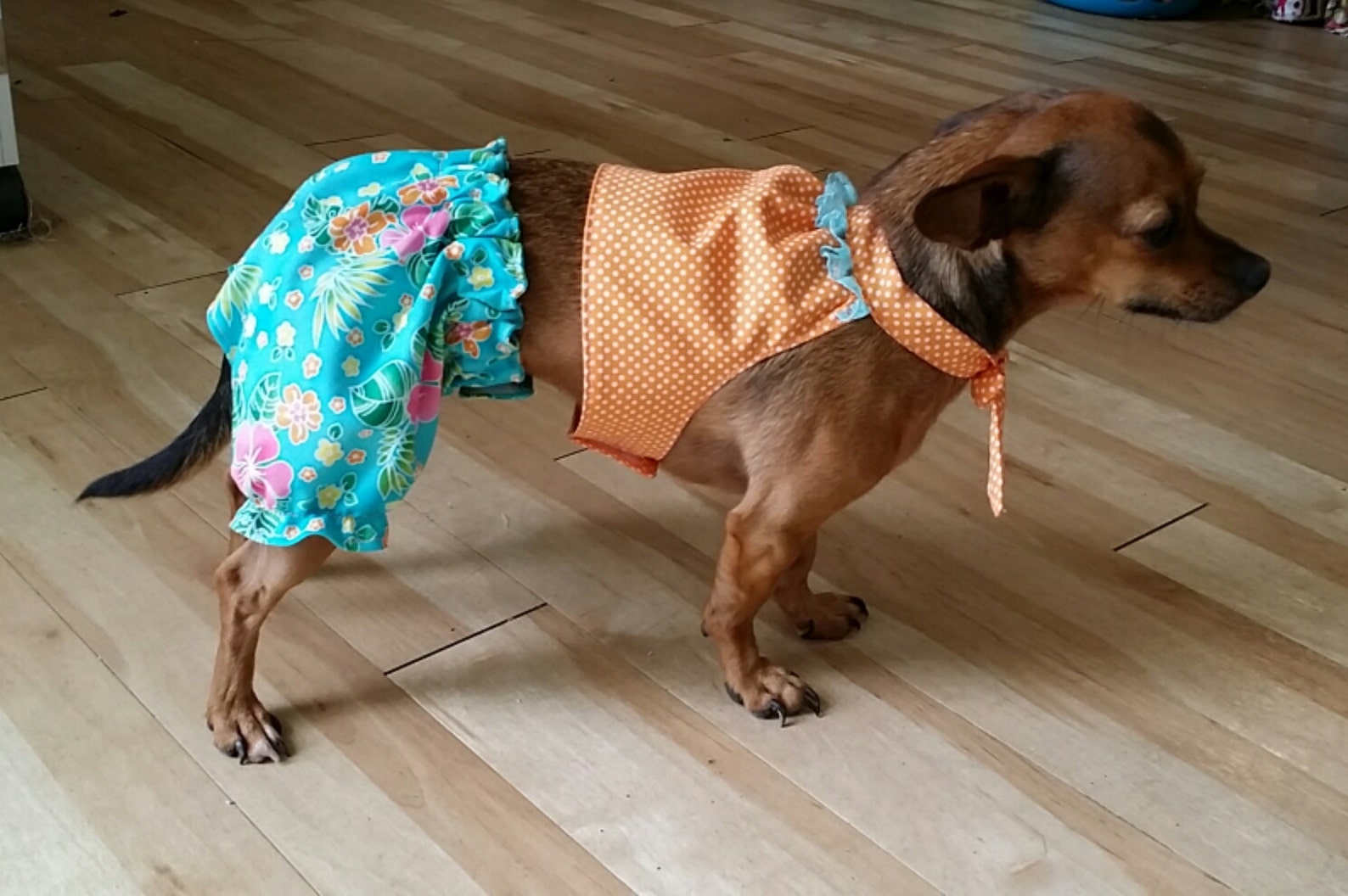 Vintage Dog Bathing Suit Pattern ALL SIZES Dog Clothes Sewing Pattern ...