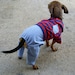 Dog Jeans SMALL & MEDIUM Sewing Pattern PDF, Dog Clothes Pattern, Dog ...