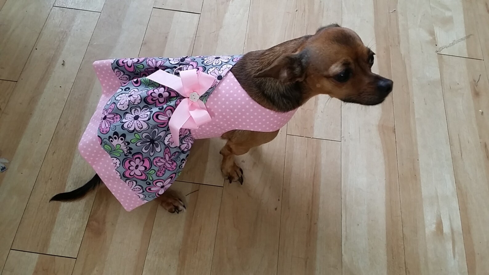 Roxanne Dog Dress, Dog Dress Sewing Pattern, Dog Clothes Sewing Pattern ...