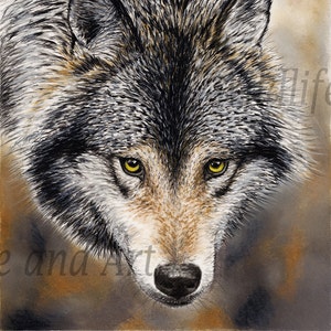 Timber Wolf Limited Edition Art Print nature's - Etsy