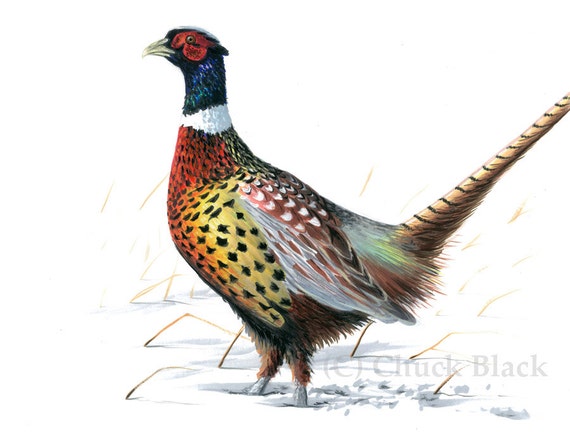 Chinese Ring Necked Pheasant Drawing