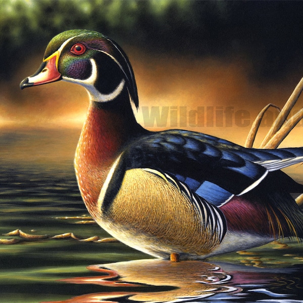 Duck Stamp Print - Etsy