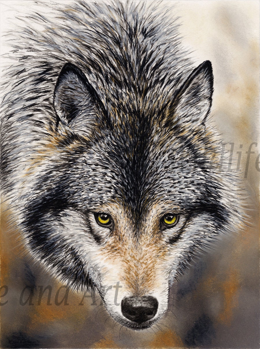 Timber Wolf Limited Edition Art Print nature's - Etsy