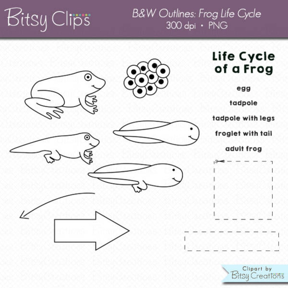 Frog Life Cycle Clipart OUTLINE and COLOR Digital Art Set Clipart ...