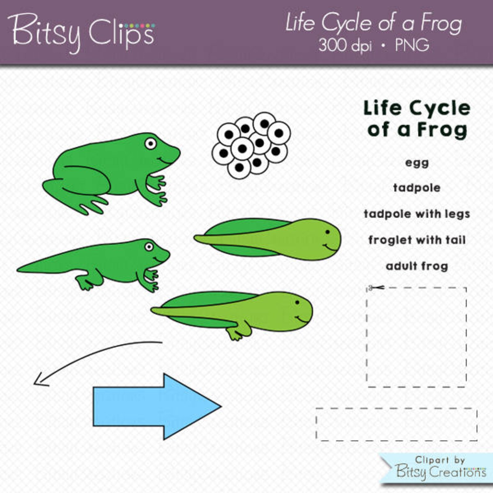 Frog Life Cycle Clipart OUTLINE and COLOR Digital Art Set Clipart ...