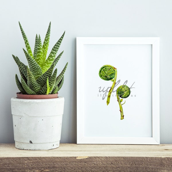Fiddlehead Fern - Etsy