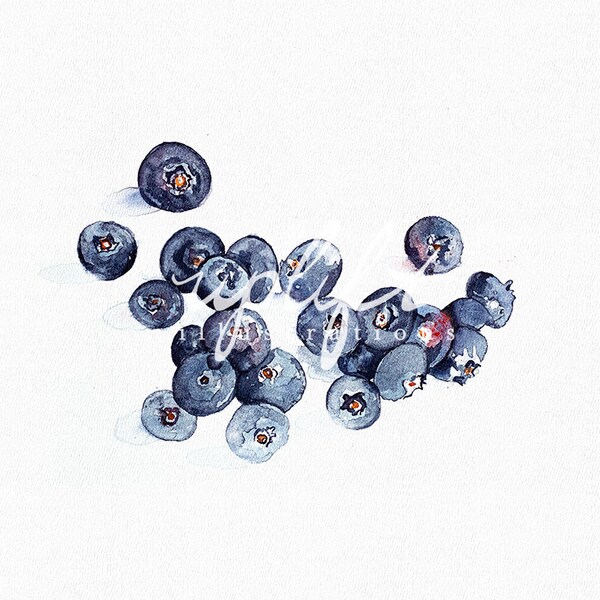 Watercolor Blueberry Print - Etsy