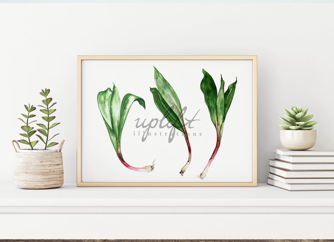 Wild Ramps Watercolor Illustration - Kitchen Art Print - Fresh Spring ...