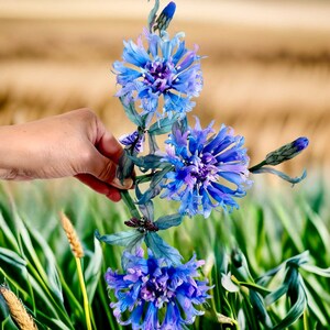 Unique Silk Cornflower Brooch Pin, Premium Fabric Blue Floral Jewelry ...