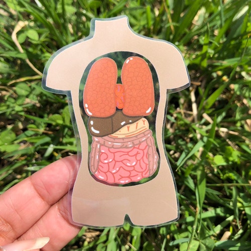 24 Vintage HUMAN ANATOMY Organs/bones Seals-stickers - Etsy