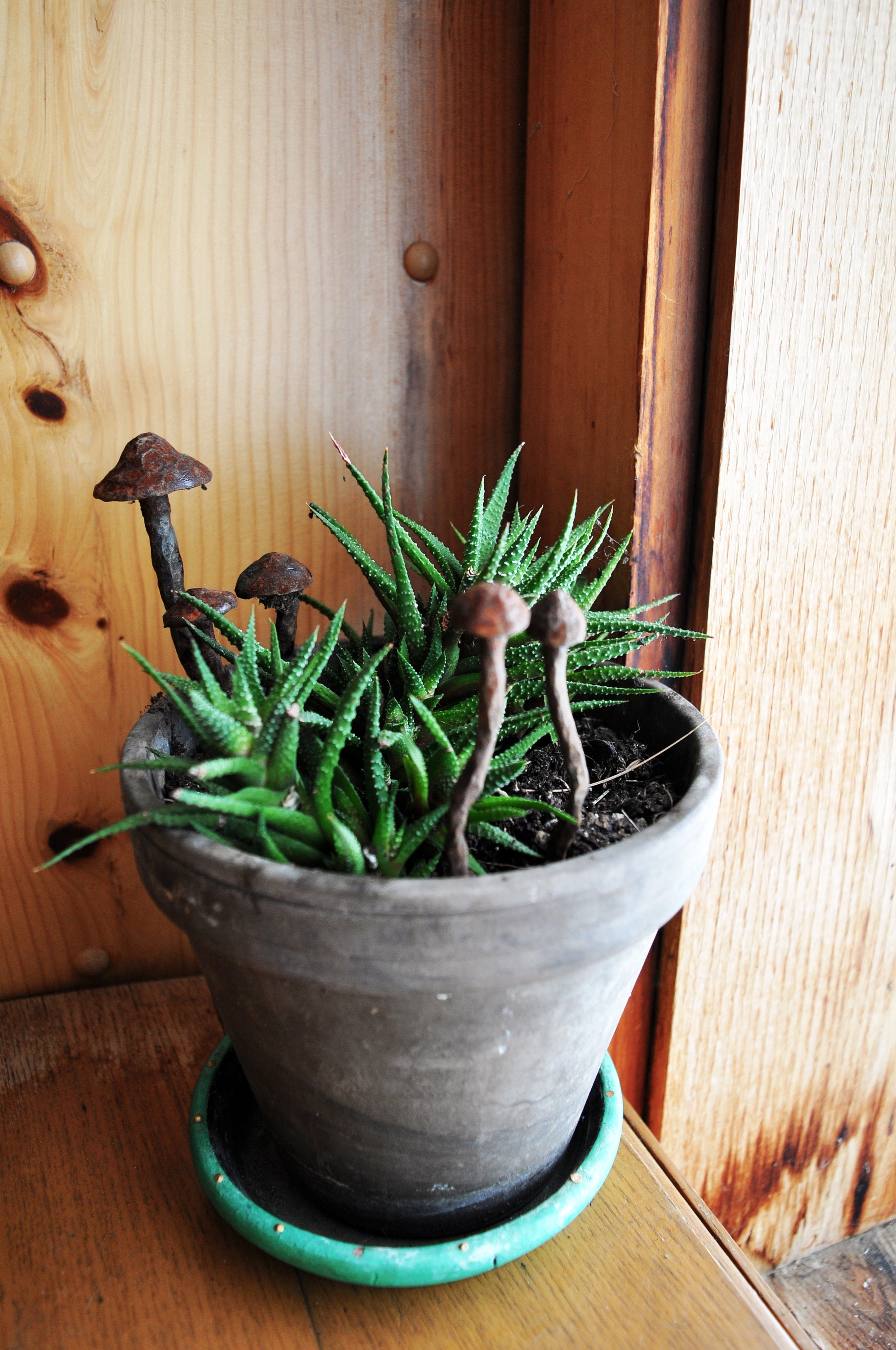 Forged Iron Mushrooms Planter Gift Set Metal Fungi Art - Etsy