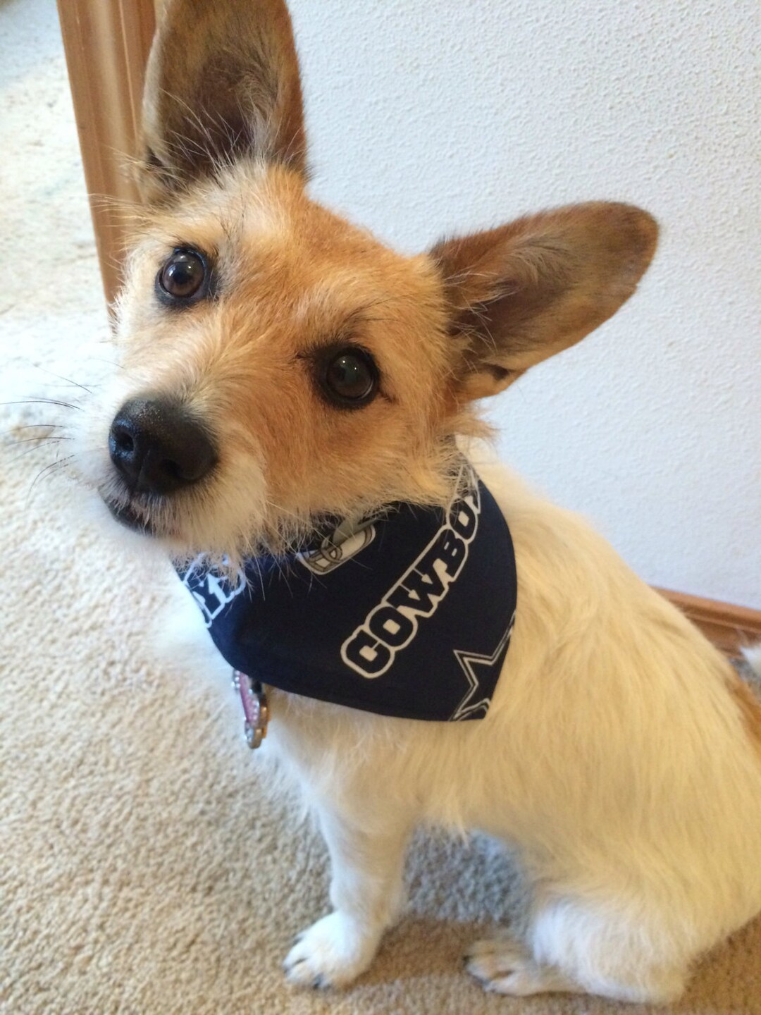 Dallas Cowboys Dog Bandana - Etsy