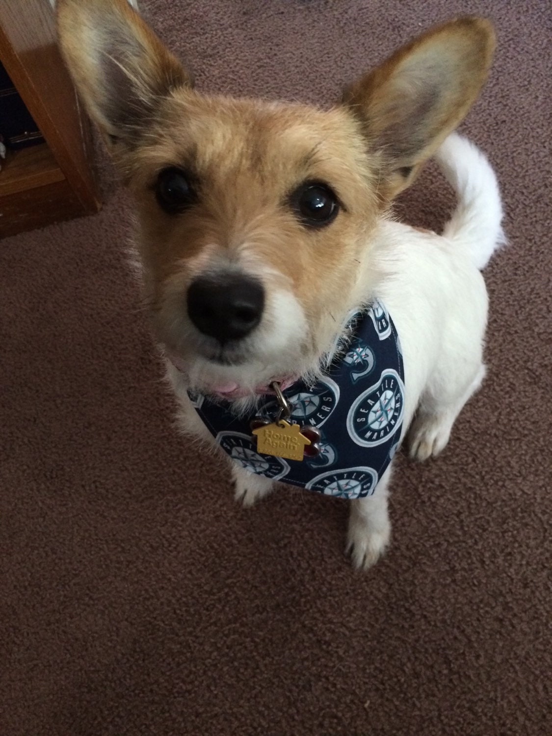 Seattle Mariners Dog Bandana - Etsy