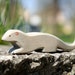Mongoose Figurine - Wooden Mongoose Toy - Mongoose - Wooden Mongoose ...