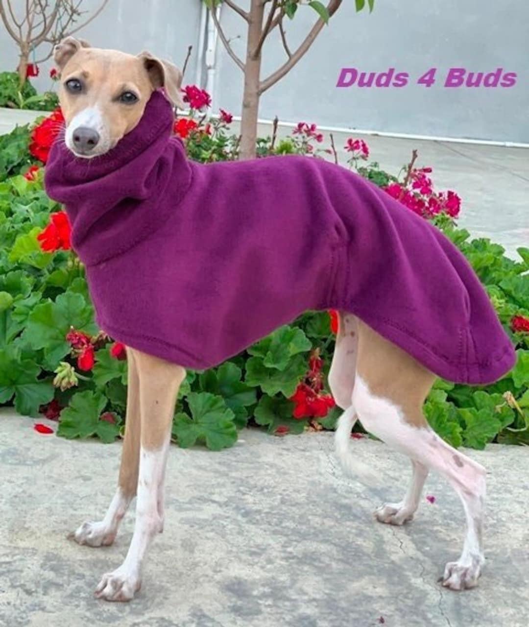 Italian Greyhound Coat - Italian Greyhound Clothing - Dog Coat ...