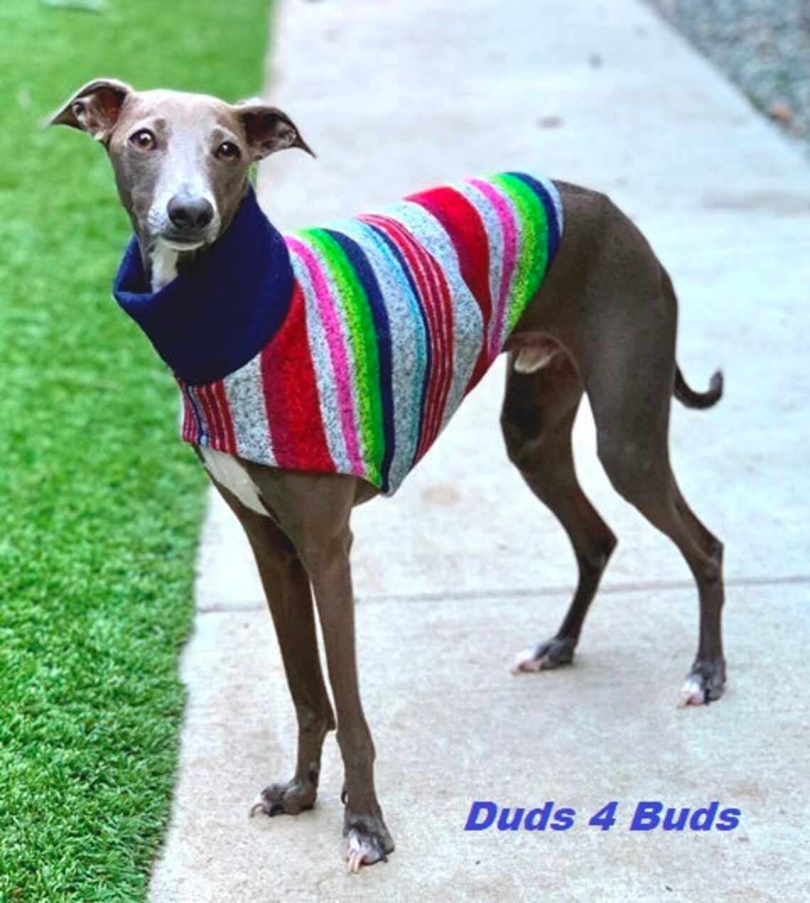 Italian Greyhound Sweater Multi-stripe Italian Greyhound - Etsy