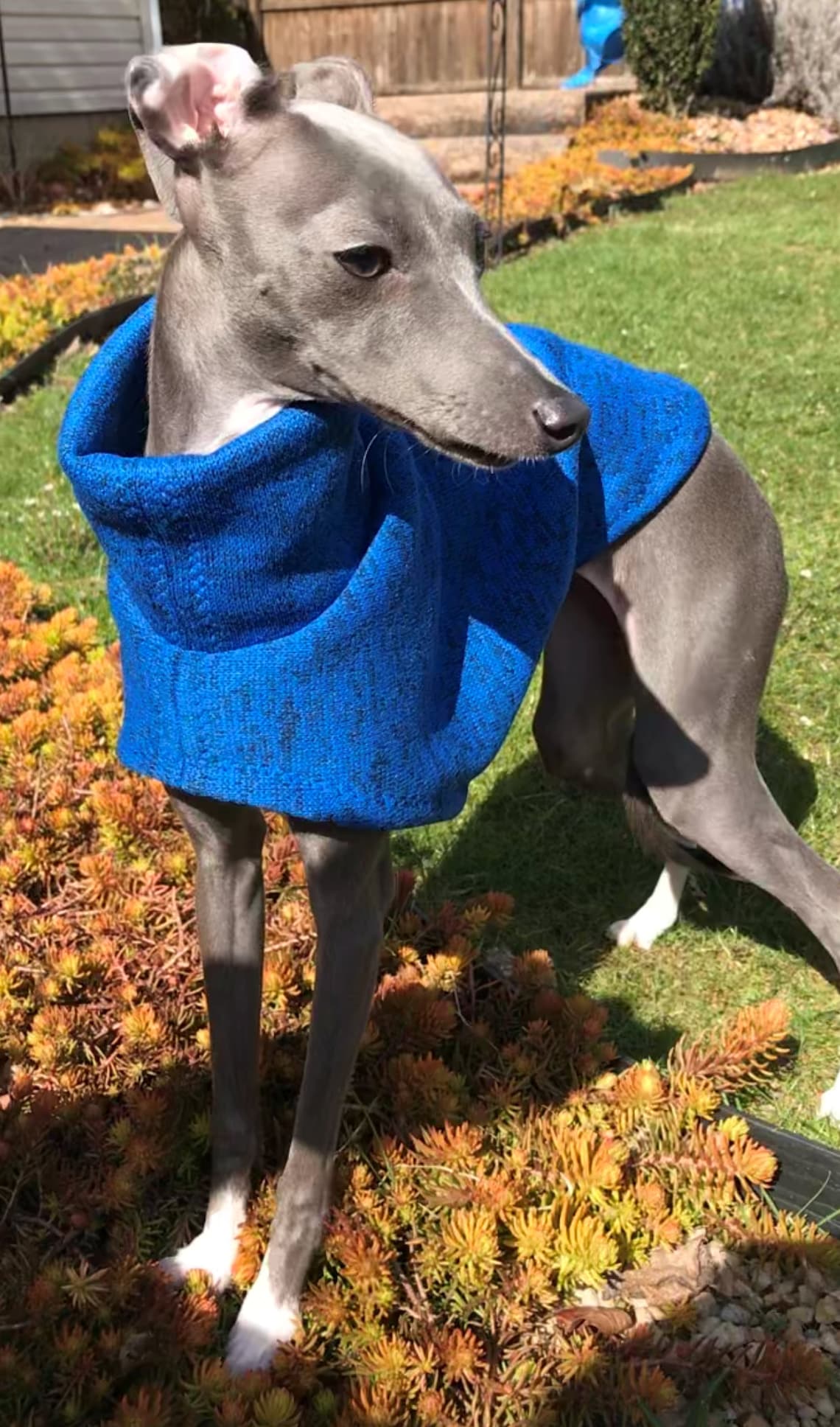 Italian Greyhound Sweater Dog Sweater Royal Blue Italian | Etsy
