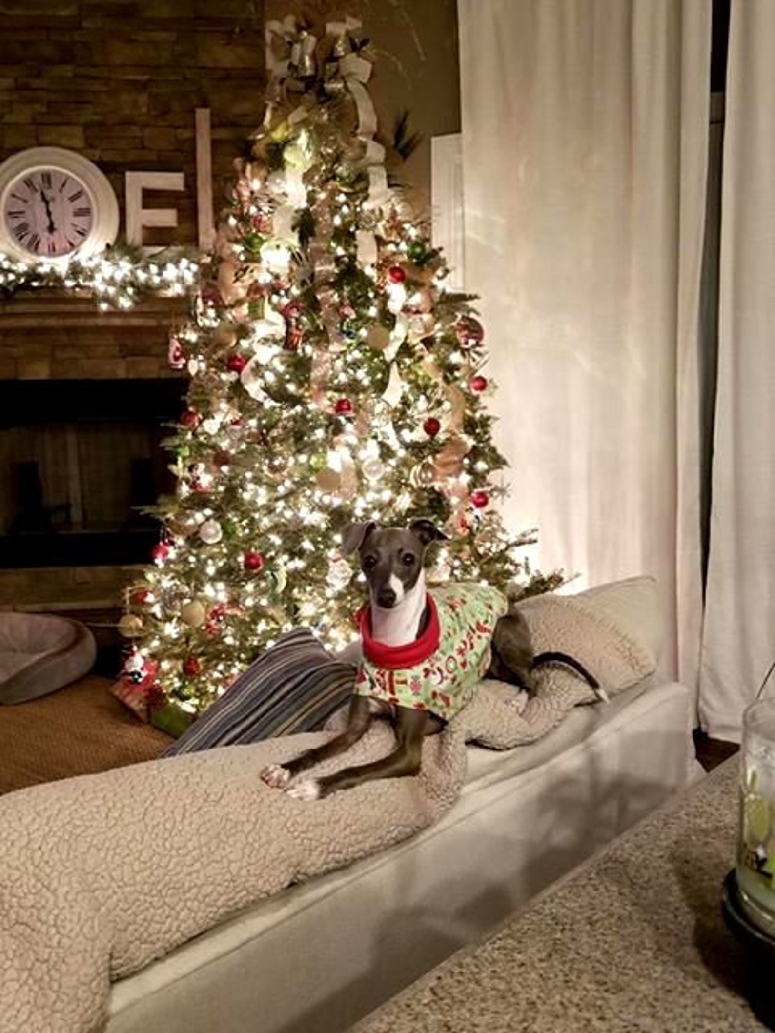 Italian Greyhound Clothing Christmas for Dog Italy | Etsy