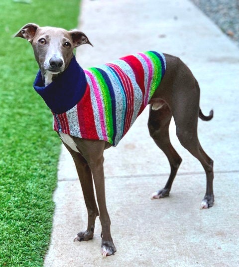 Italian Greyhound Sweater - Multi-Stripe - Iggy Duds - Italian ...