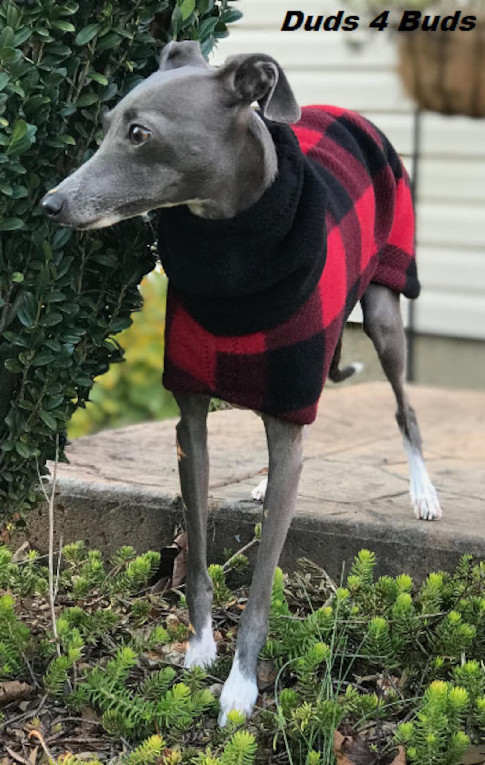 Italian Greyhound Coat Italian Greyhound Clothing Dog Coat | Etsy