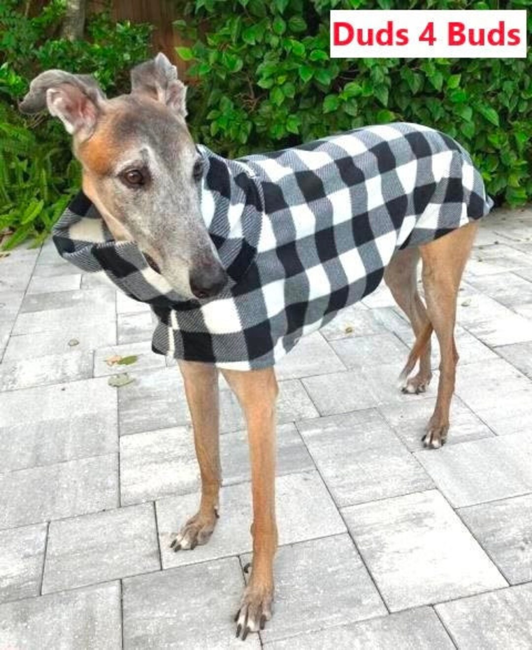 Greyhound Coat - Plaid Dog Coat - Dog Jacket - Greyhound Clothing ...