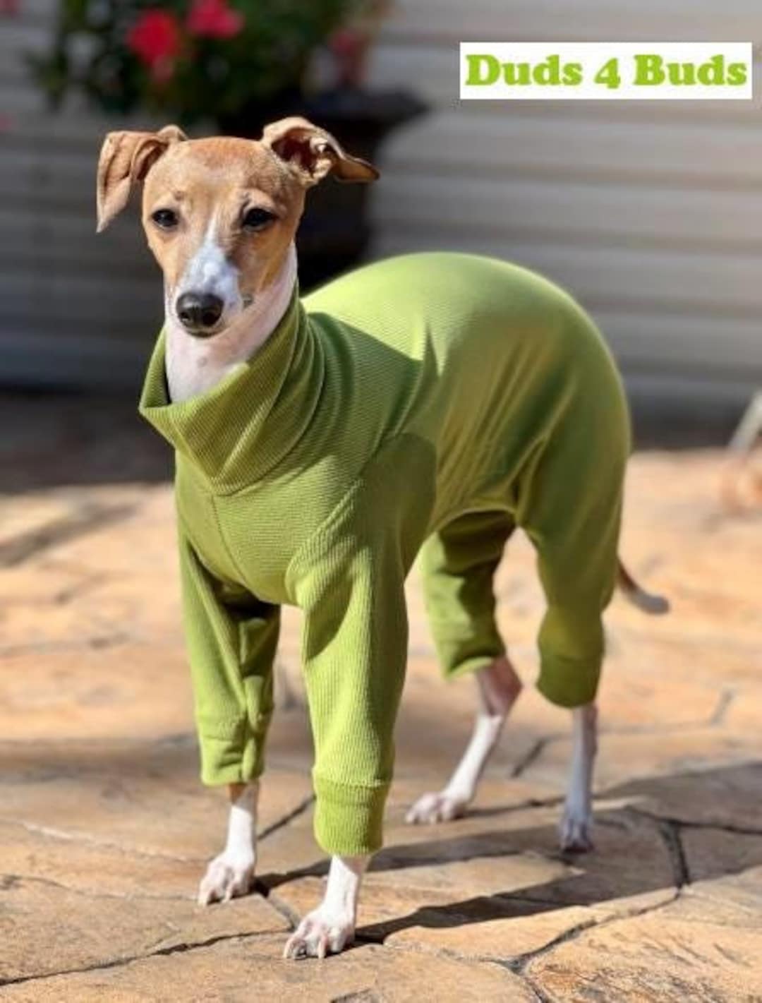 Italian Greyhound Clothing Dogs