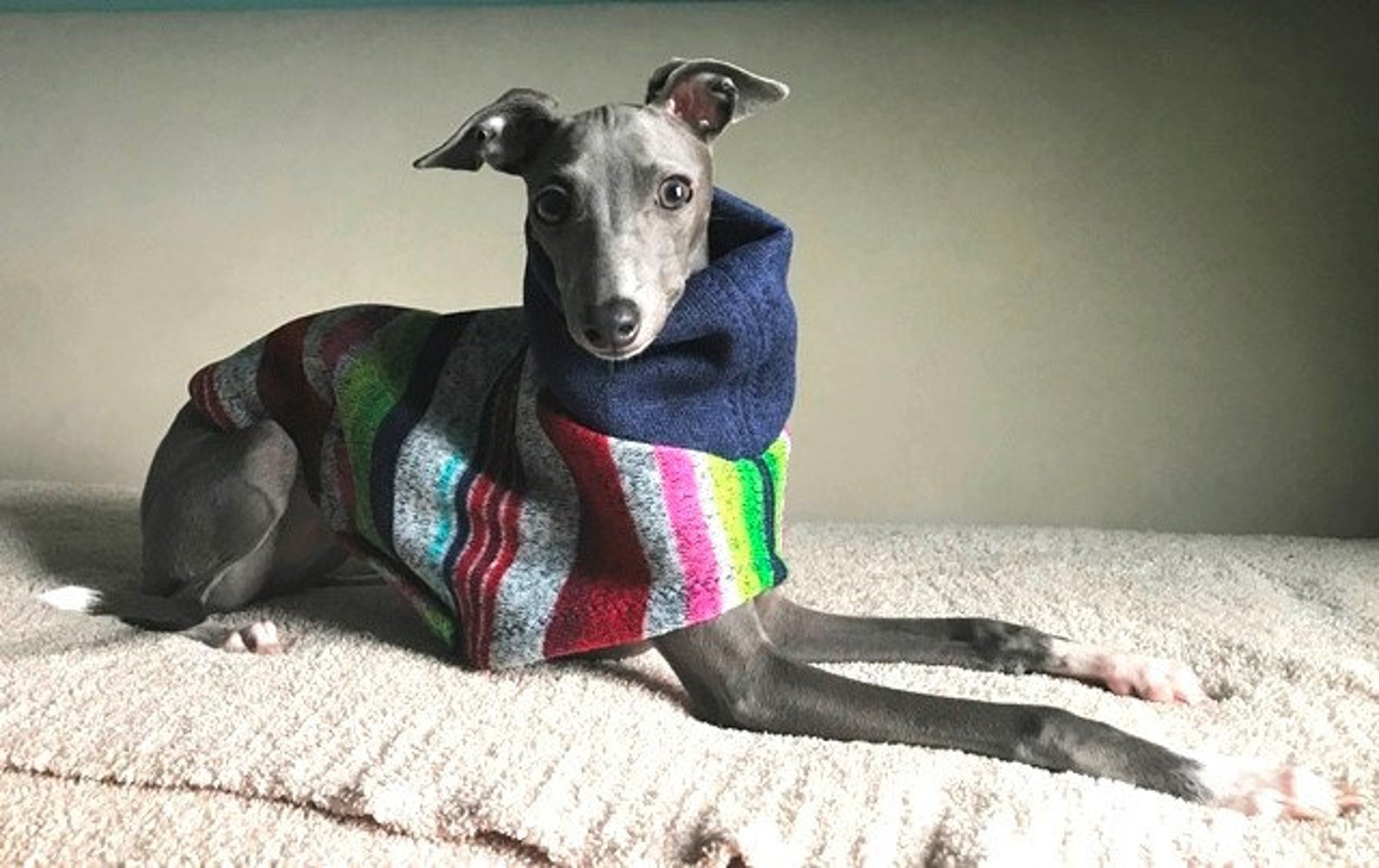 Italian Greyhound Sweater Multi-stripe Italian Greyhound - Etsy