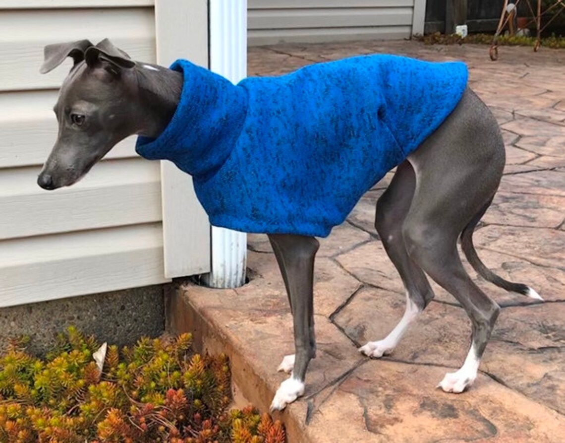 Italian Greyhound Sweater Dog Sweater Royal Blue Italian | Etsy
