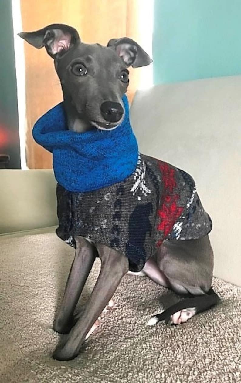 Italian Greyhound Sweater - Dog Sweater - Blue Bear - Italian Greyhound ...