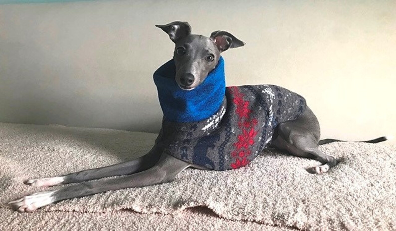 Italian Greyhound Sweater - Dog Sweater - Blue Bear - Italian Greyhound ...