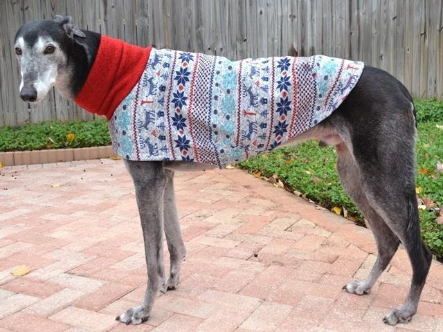 Greyhound Sweater. Blue Bear Sweater - Greyhound Sizes