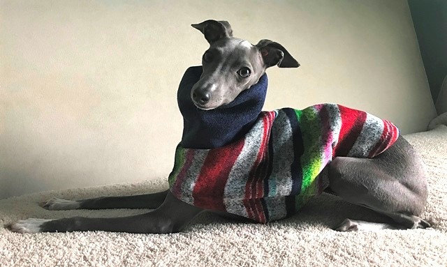 Italian Greyhound Sweater. Multi-Stripe Sweater - Italian Greyhound Sizes.