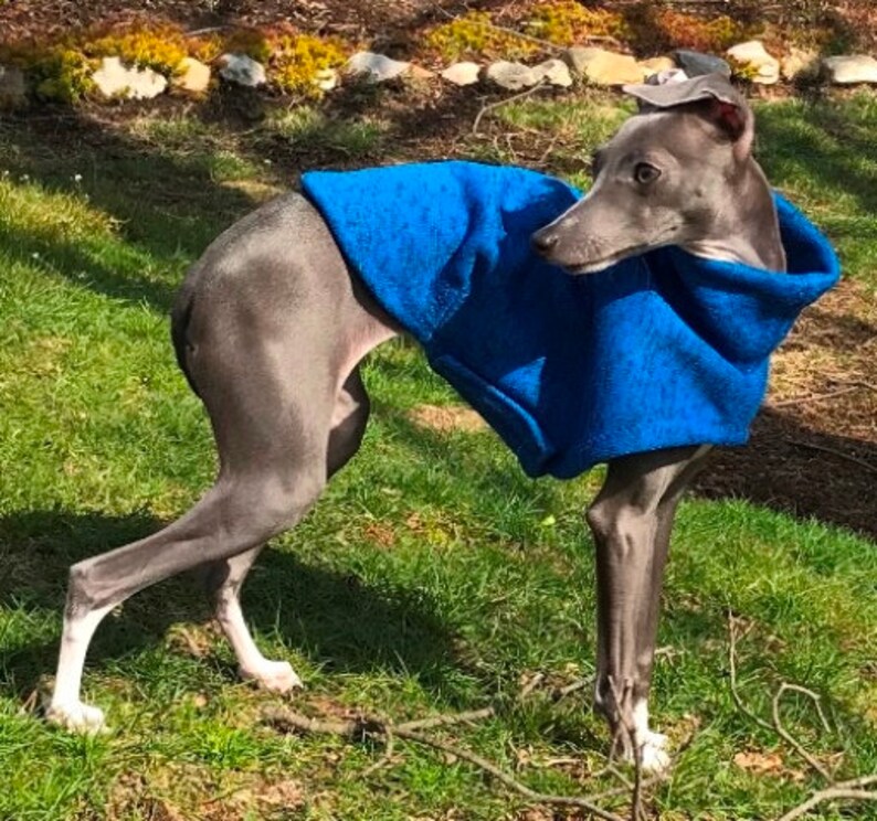 Italian Greyhound Sweater Dog Sweater Royal Blue Italian - Etsy