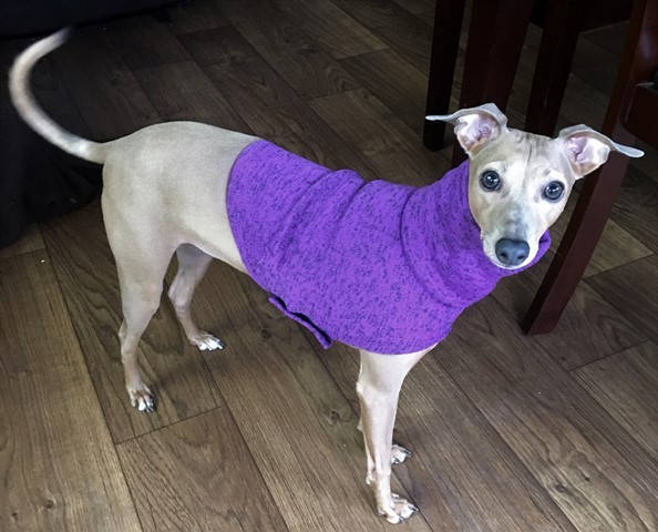 Italian Greyhound Sweater - Dog Sweater - Purple Sweater - Italian ...