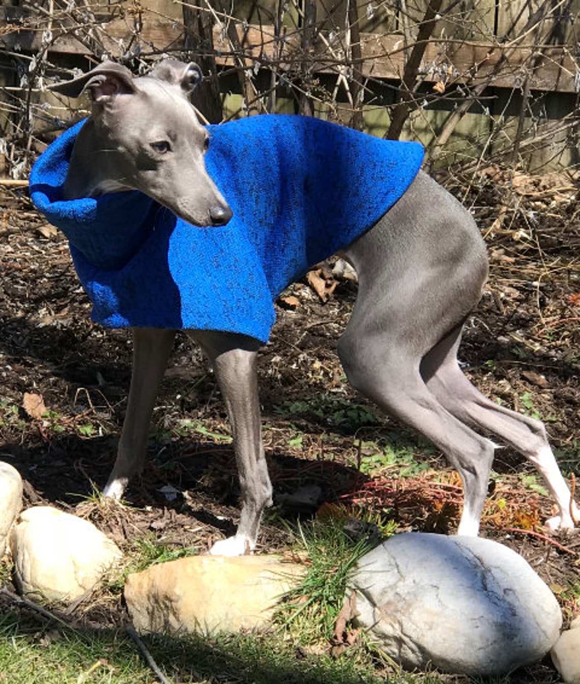 Italian Greyhound Sweater Dog Sweater Royal Blue Italian | Etsy