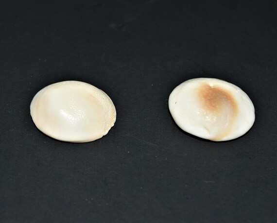 Pair of Neolithic Indian conch head shell bead money uncarved | Etsy