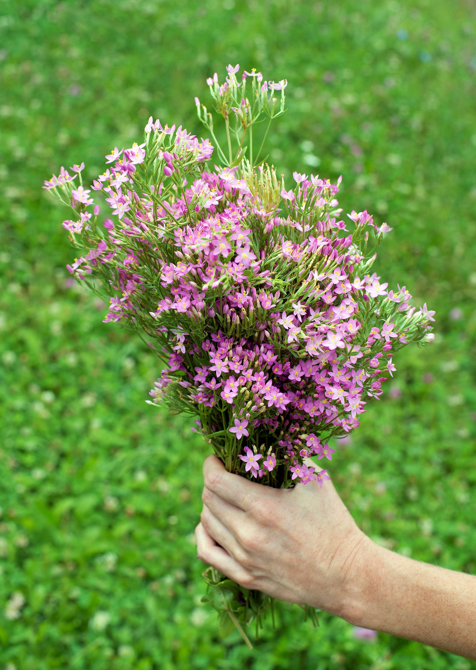 Common Centaury Herb Centaurium Erythraea Health Embassy - Etsy