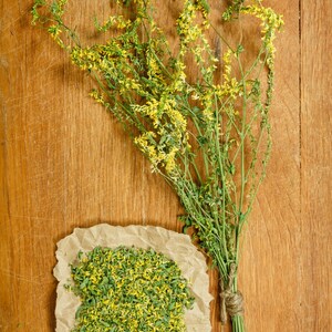 Meliot Sweet Clover Herb Tea ( Melilotus L. - Melilotus Officinalis ...