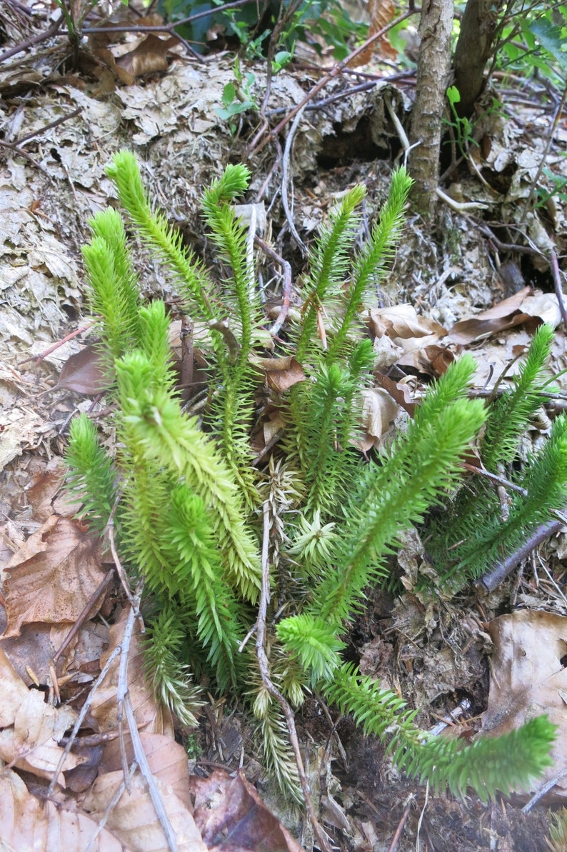 Lycopodium Herb Lycopodium Clavatum L Health Embassy | Etsy UK