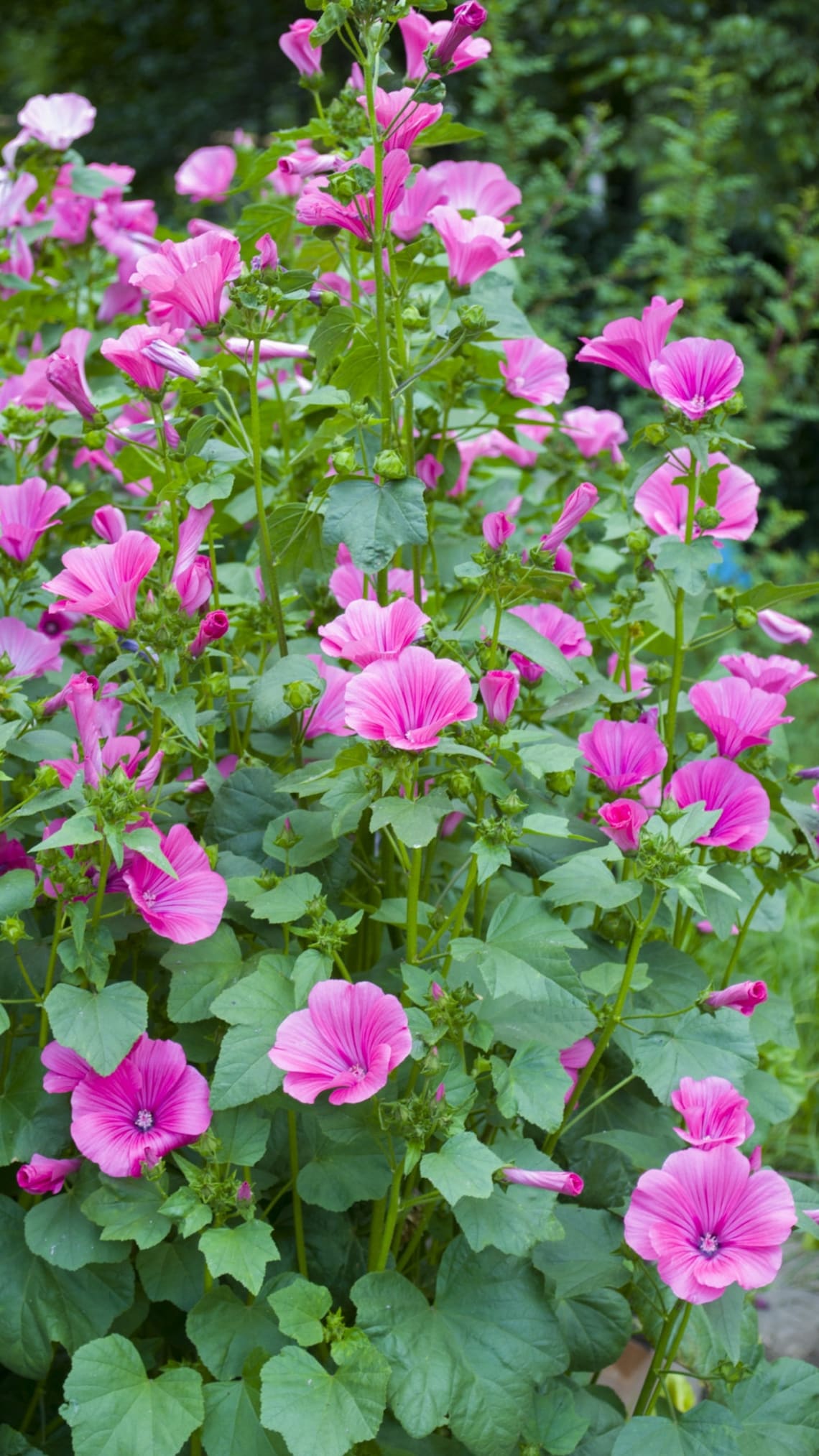 Common Mallow Flower malva Sylvestris L. Health Embassy | Etsy UK