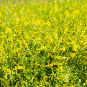 Meliot Sweet Clover Herb Tea ( Melilotus L. - Melilotus Officinalis ...