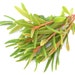 Marsh Labrador Herb Tea / Ledum Palustre rhododendron - Etsy UK