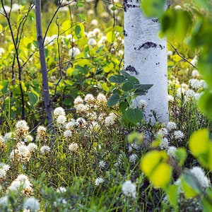 Marsh Labrador Herb Tea / Ledum Palustre (rhododendron Tomentosum ...