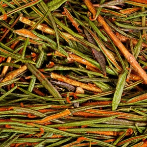 Marsh Labrador Herb Tea / Ledum Palustre (rhododendron Tomentosum ...